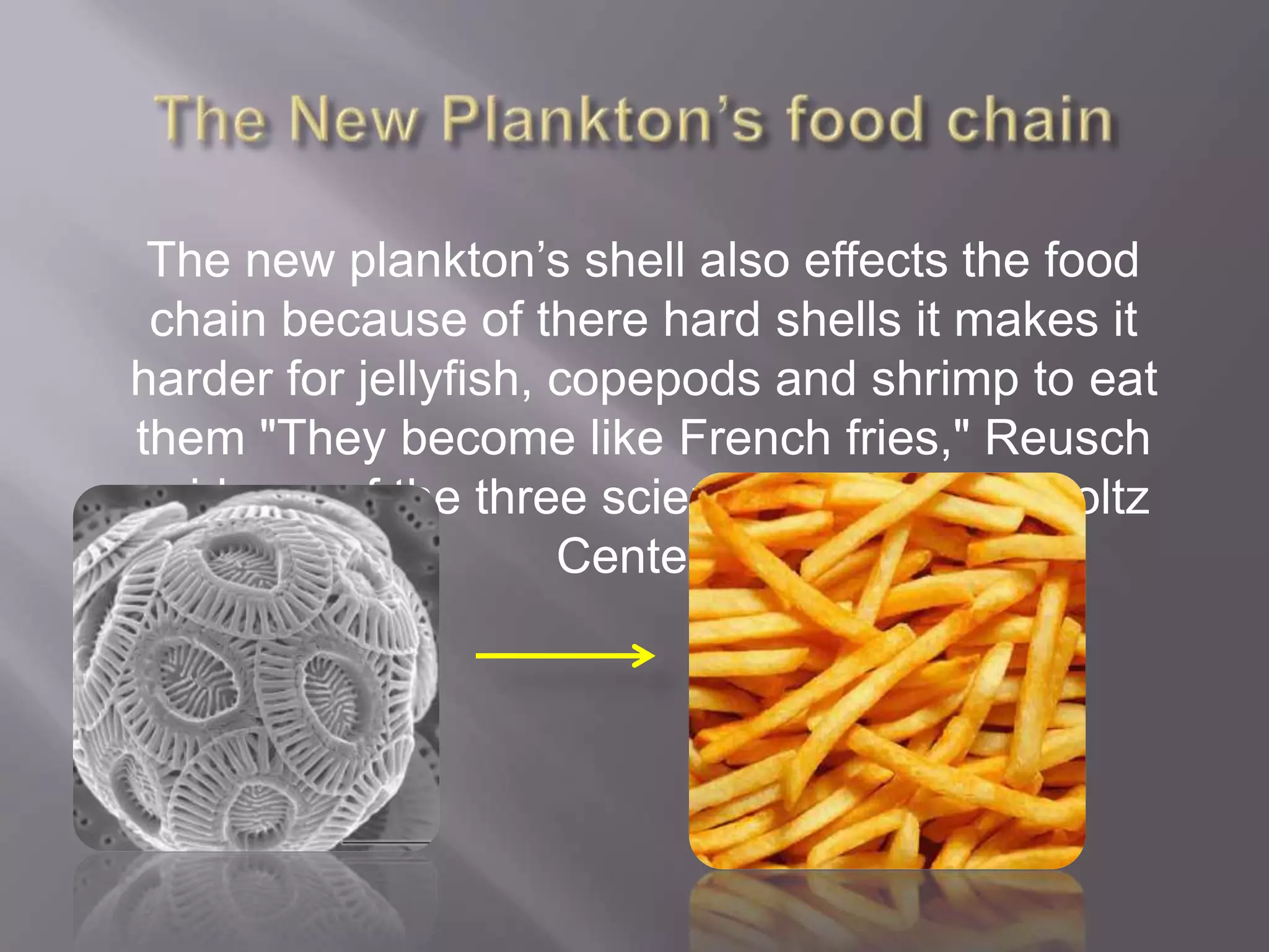 The iron plankton | PPT