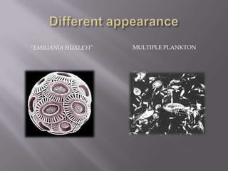 The iron plankton | PPT