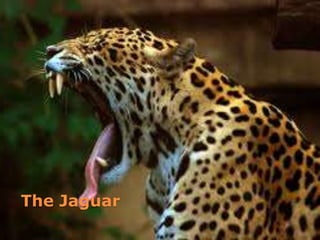The Jaguar by Ted Hughes | PPTX