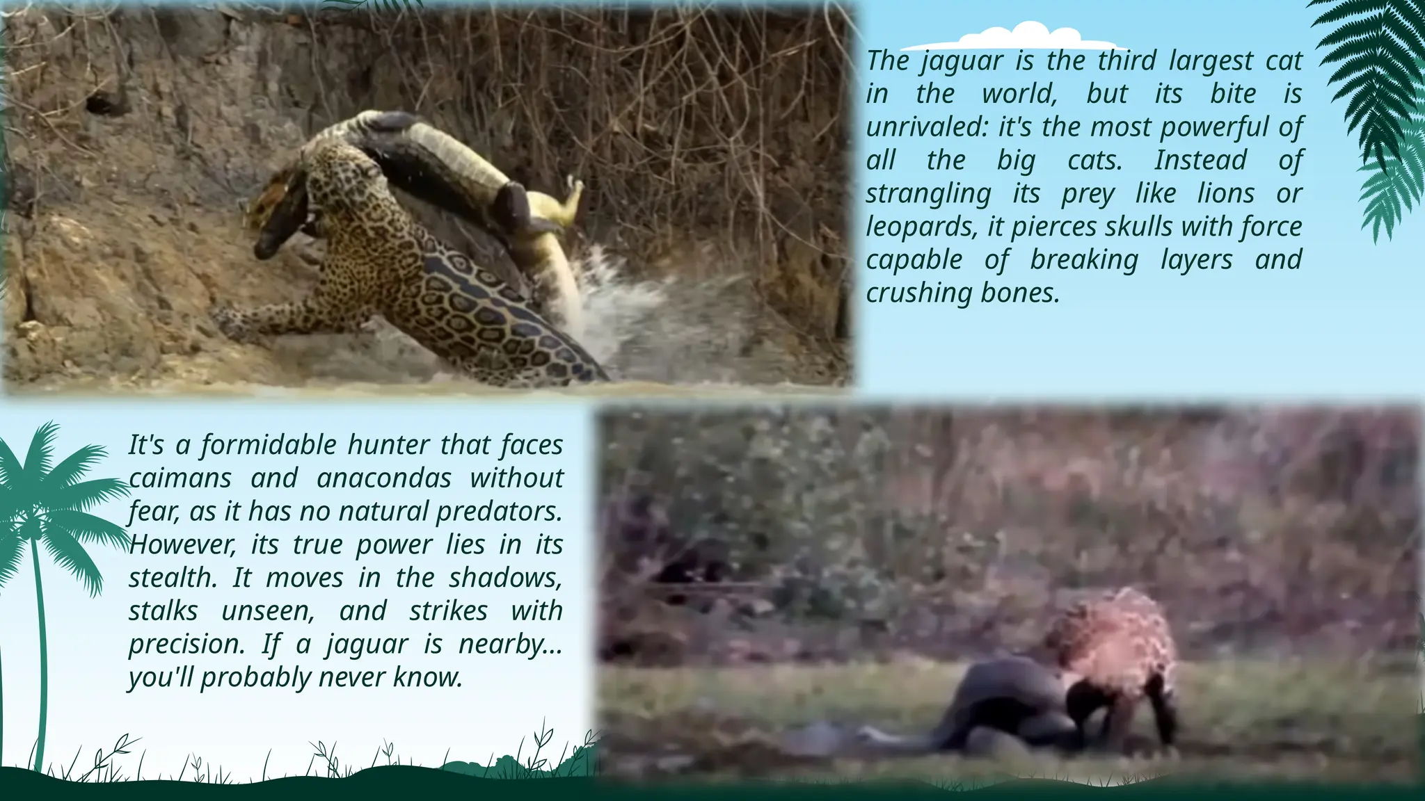 The Jaguar history completeeeeeeeee.pptx