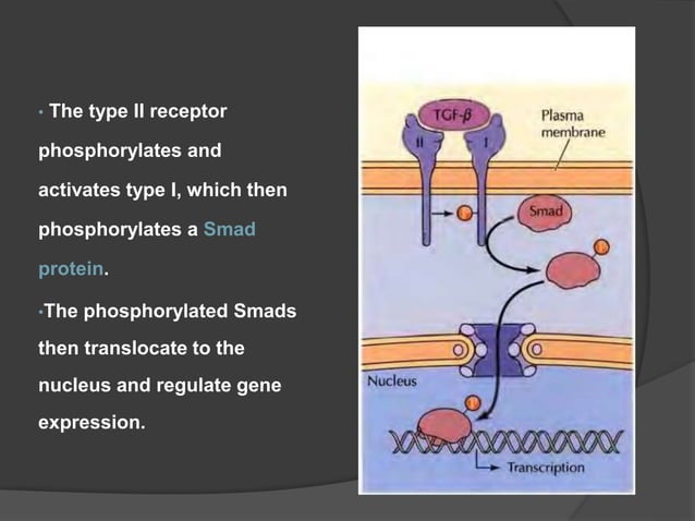 JAK-STAT and TGF-3/SMAD signal transduction pathways | PPTX