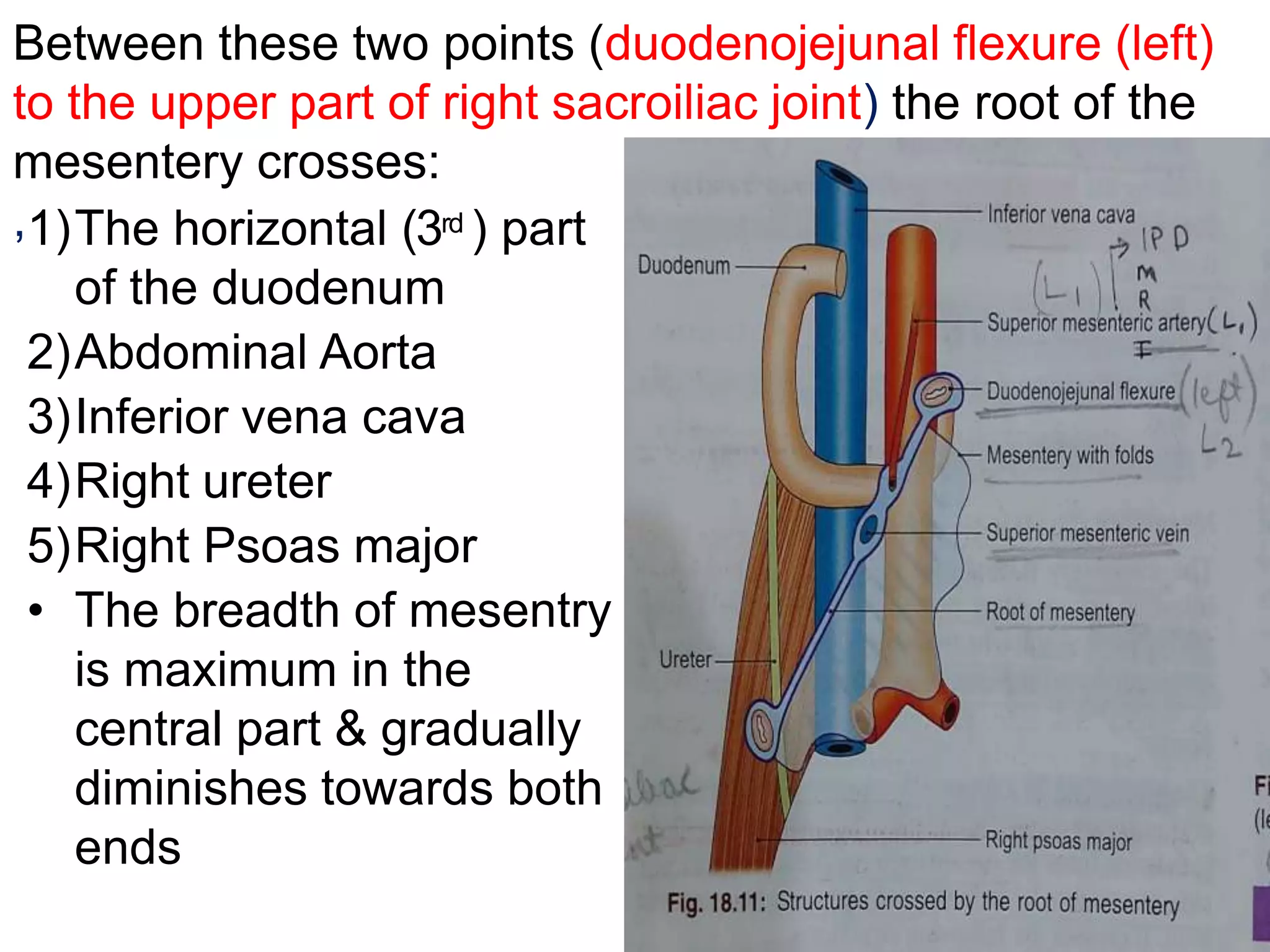 The jejunum, ileum & mesentery | PPTX