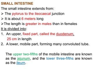 The jejunum, ileum & mesentery | PPTX