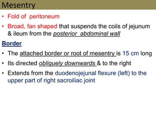 The jejunum, ileum & mesentery | PPTX