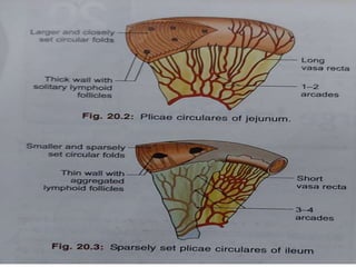 The jejunum, ileum & mesentery | PPTX