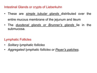 The jejunum, ileum & mesentery | PPTX