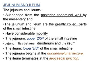 The jejunum, ileum & mesentery | PPTX