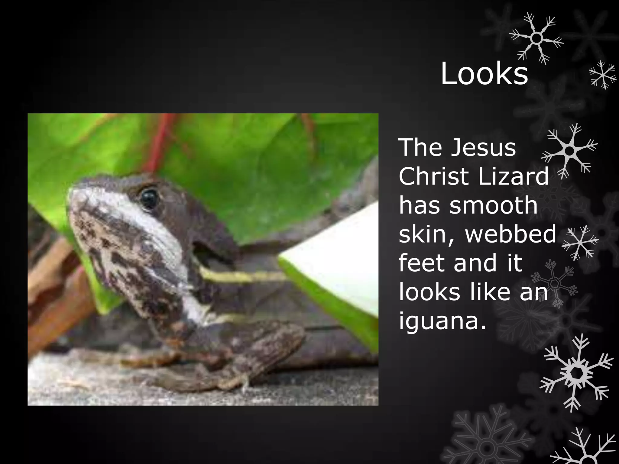 The jesus christ_lizard | PPTX | Reptiles | Pets