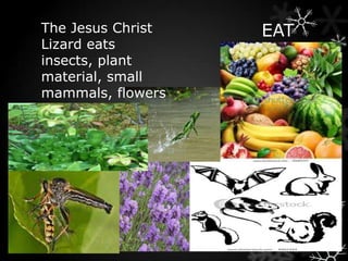 The jesus christ_lizard | PPTX | Reptiles | Pets