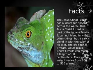 The jesus christ_lizard | PPTX | Reptiles | Pets