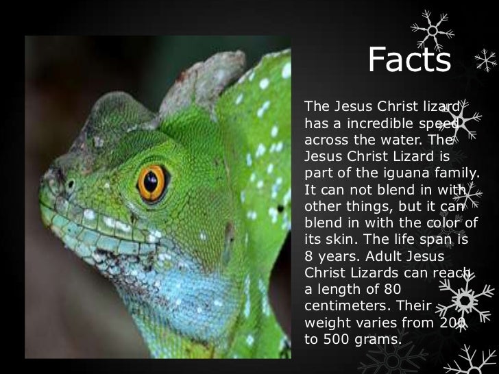 The jesus christ_lizard