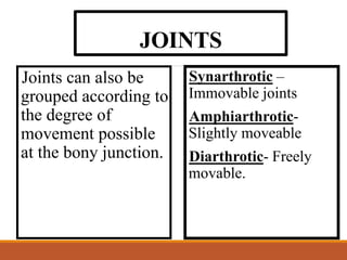 the joints of the skeleton system nl.ppt