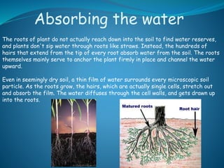 The Journey of water in a Plant | PPTX