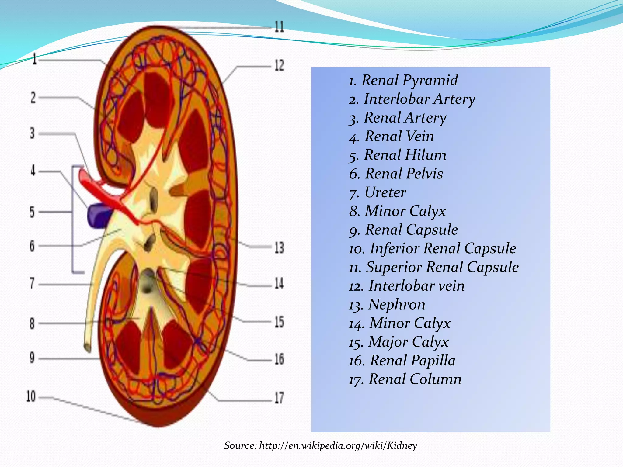 The Kidney | PPTX