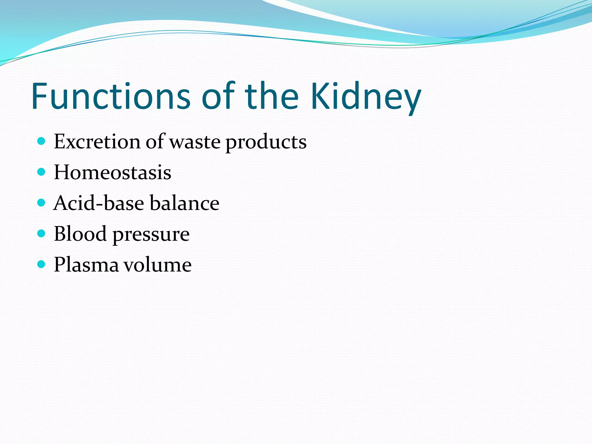 The Kidney | PPTX
