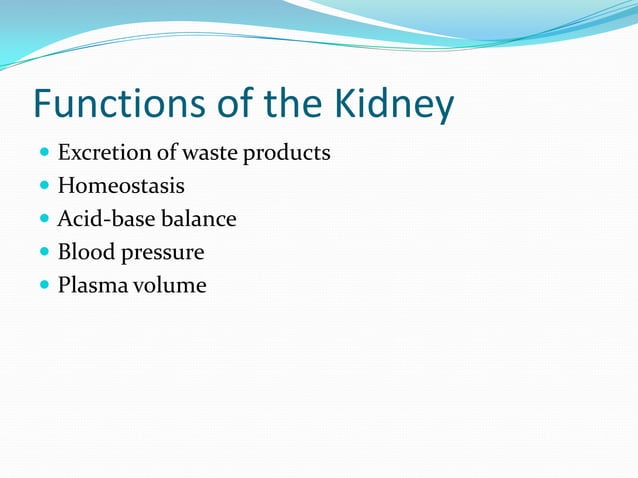 The Kidney | PPTX
