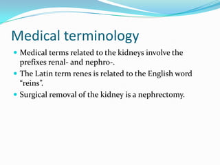 The Kidney | PPTX