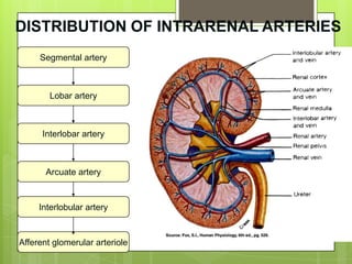 Human Kidney Anatomy Ppt