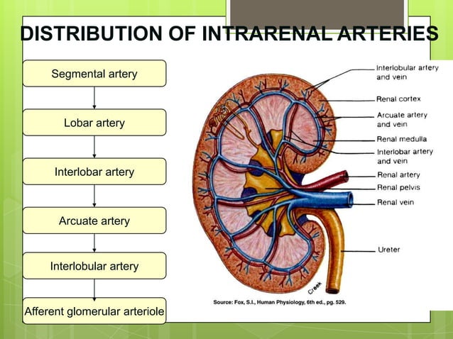 The kidney | PPT