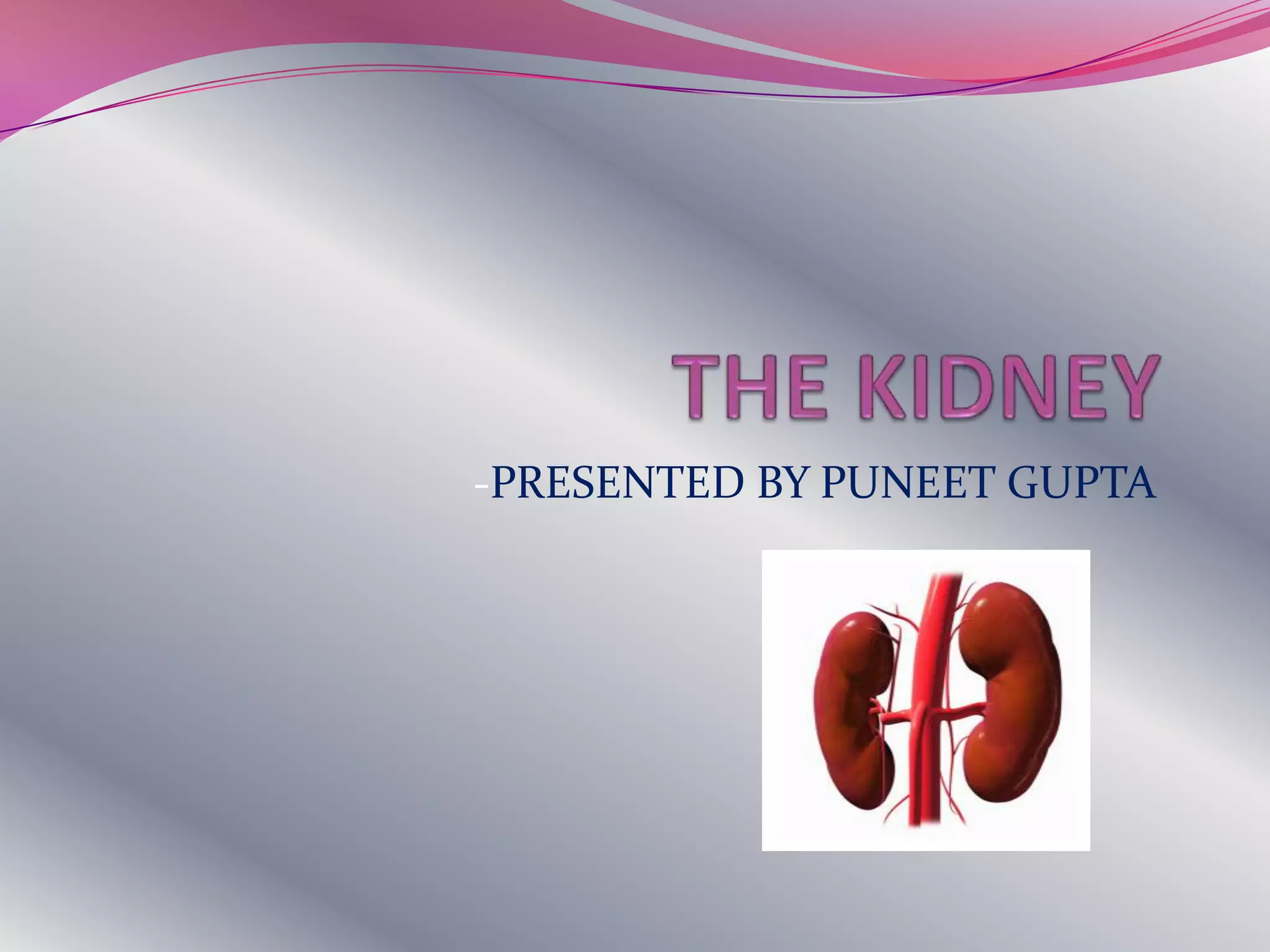 kidneys ppt | PPTX