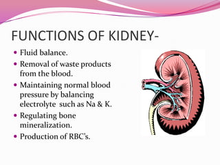 kidneys ppt | PPTX