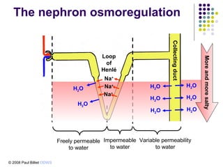 Thekidney | PPT