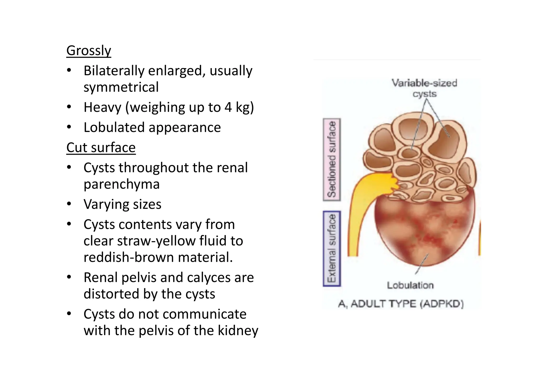 The Kidney and anatomy and pathophysiology | PDF | Chemistry | Science