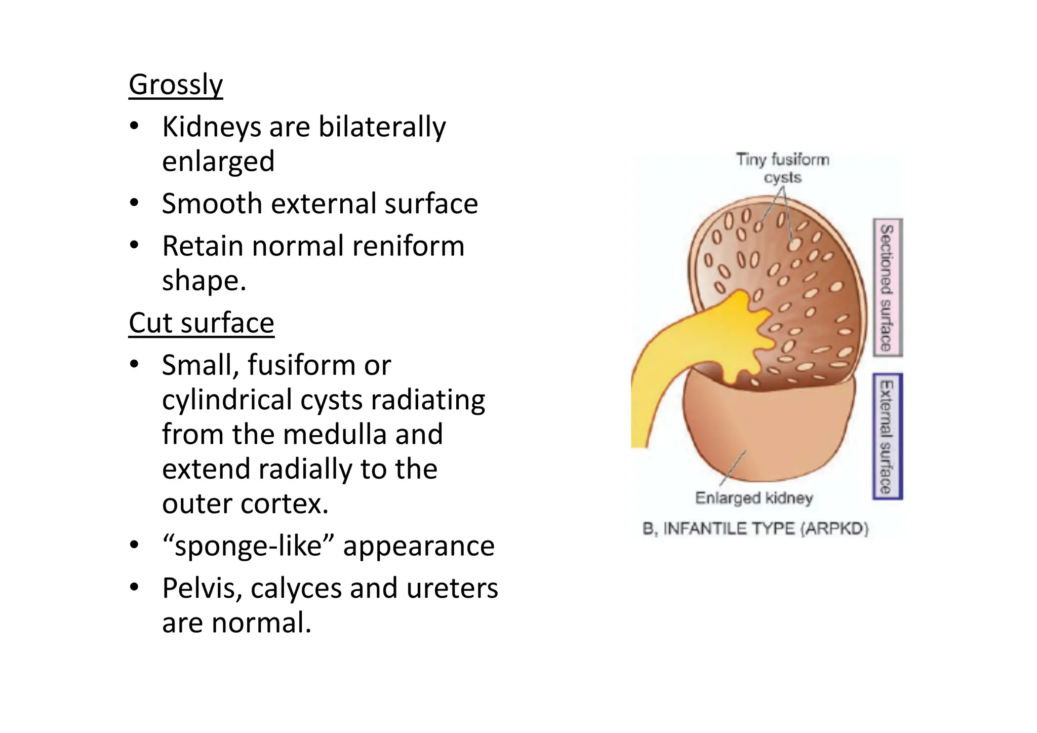 The Kidney and anatomy and pathophysiology | PDF | Chemistry | Science