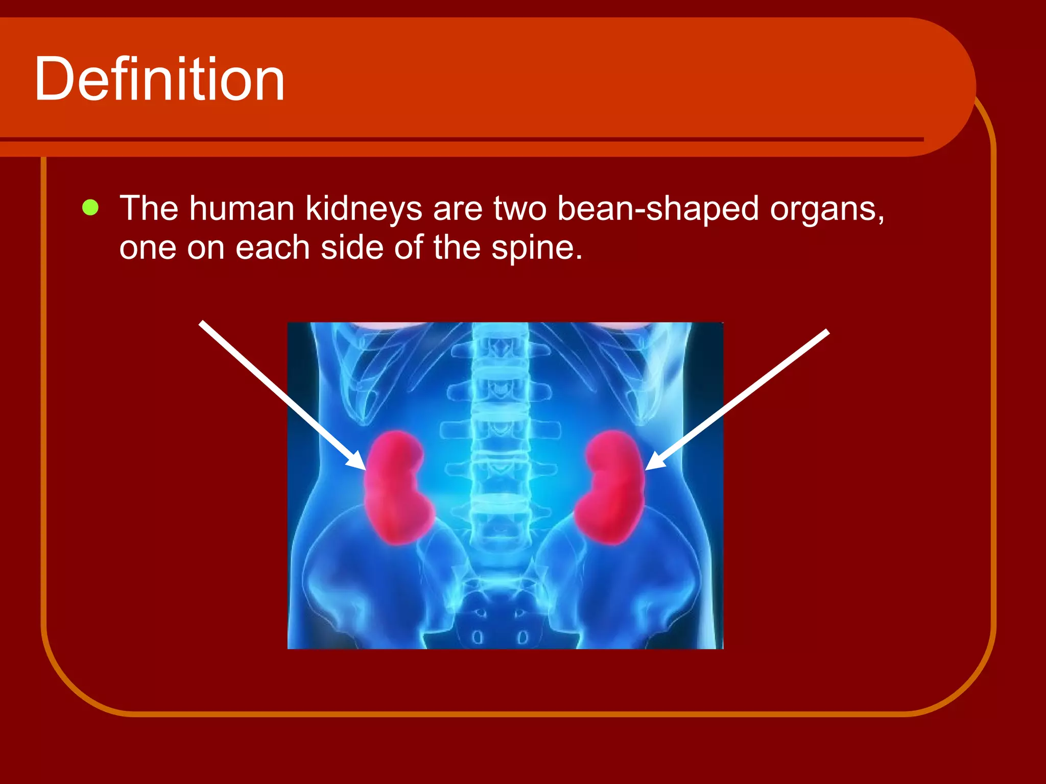 The Kidneys | PPT | Biological Sciences | Science