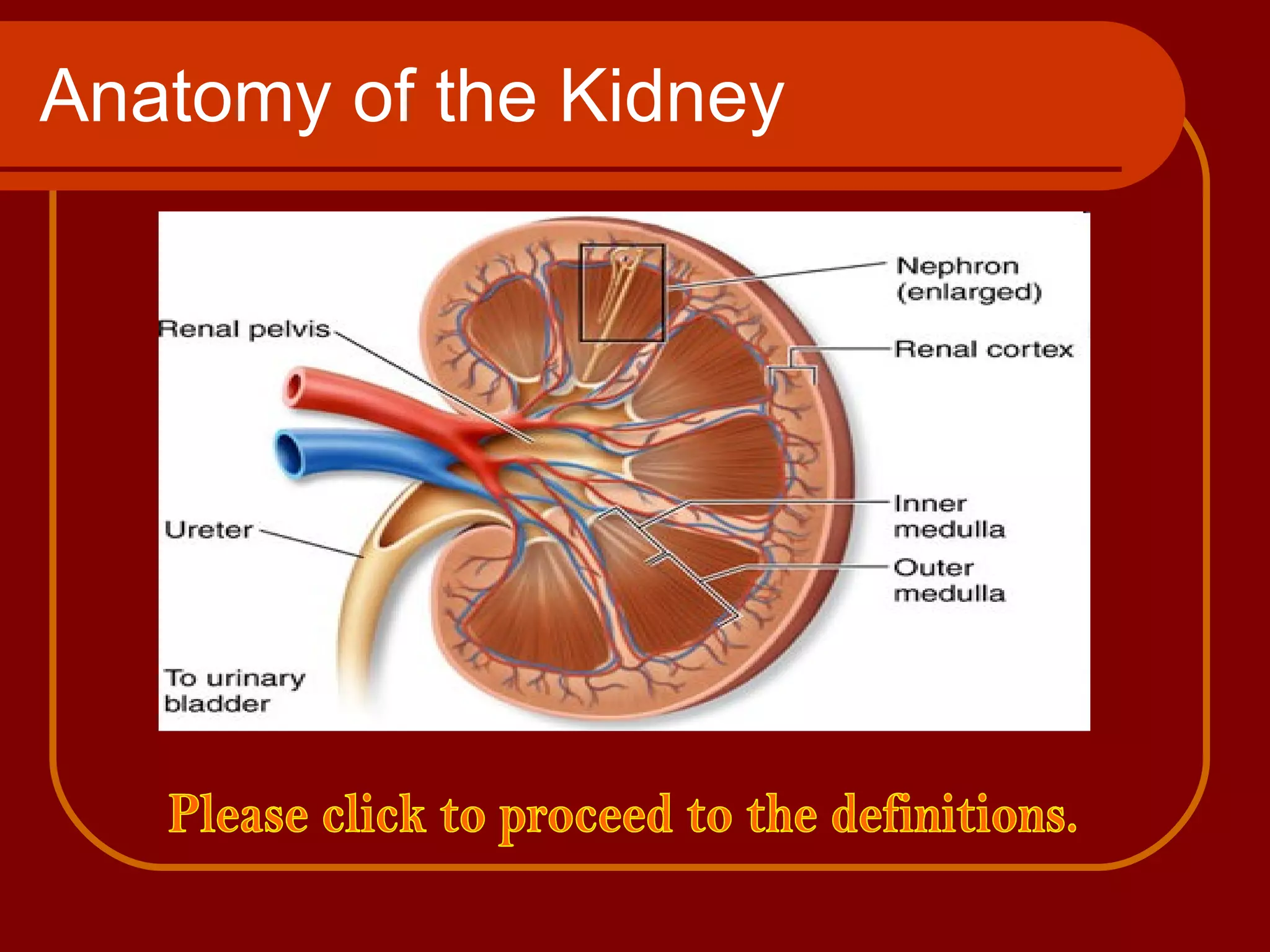 The Kidneys | PPT | Biological Sciences | Science