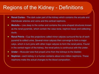The Kidneys | PPT | Biological Sciences | Science
