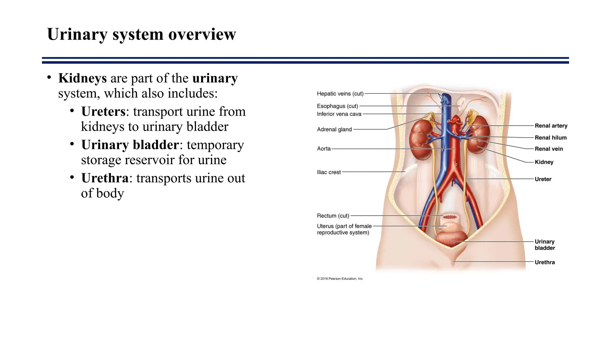 The Kidney intro excretion systems 1.pptx