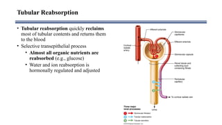 The Kidney intro excretion systems 1.pptx