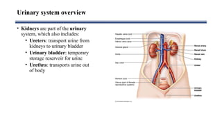 The Kidney intro excretion systems 1.pptx