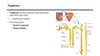 The Kidney intro excretion systems 1.pptx
