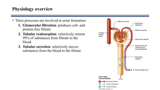 The Kidney intro excretion systems 1.pptx