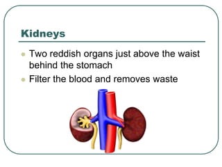 The kidney triple | PPT
