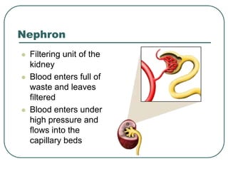 The kidney triple | PPT