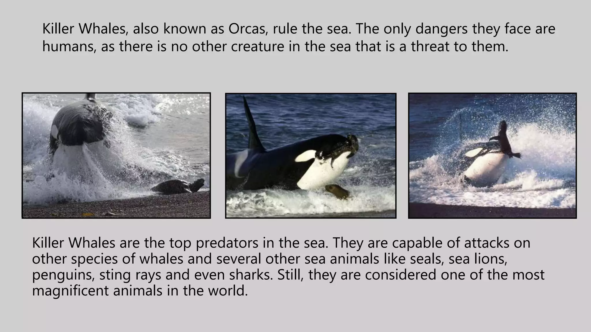 The killer whale | PPT
