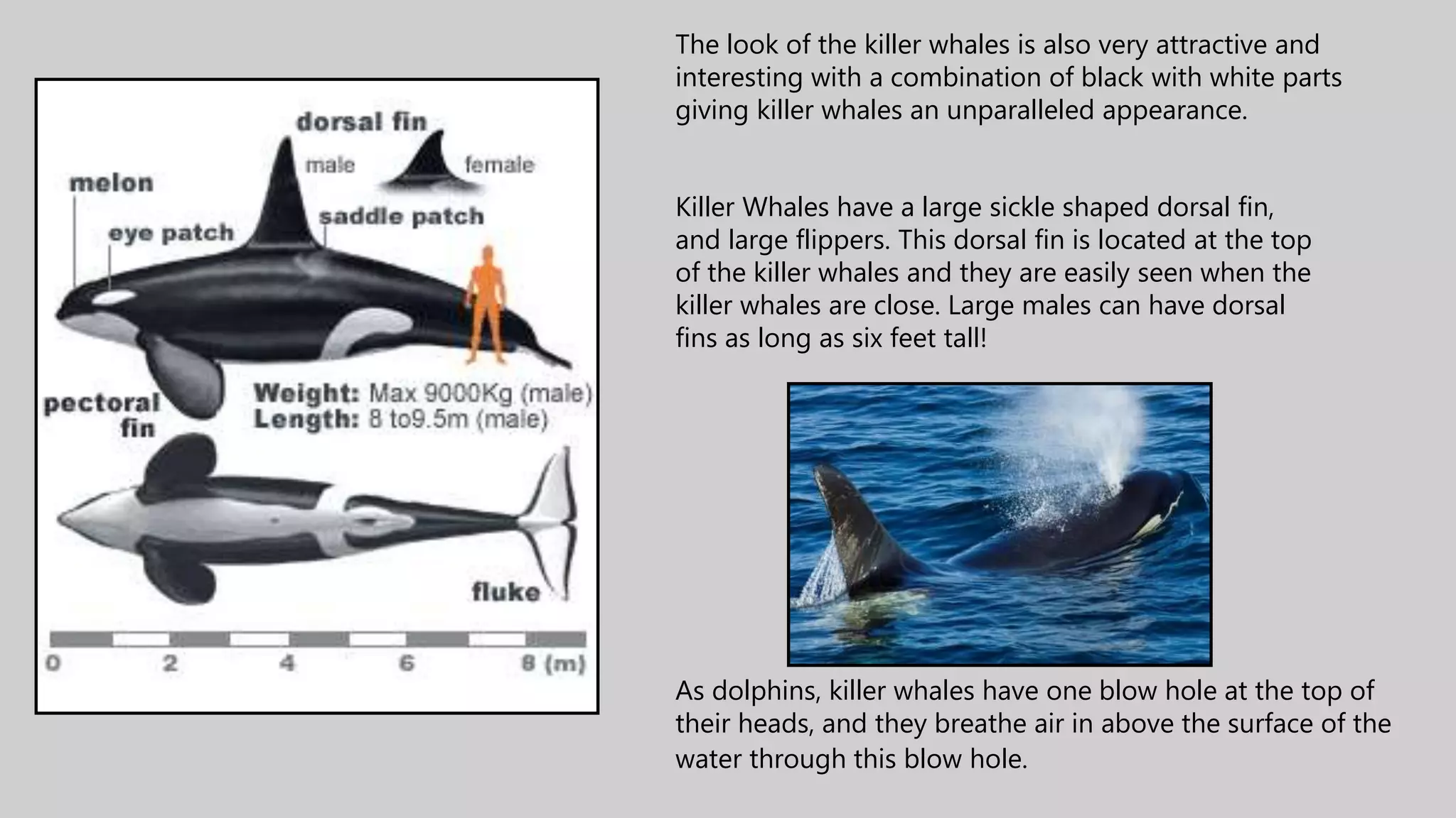The killer whale | PPT
