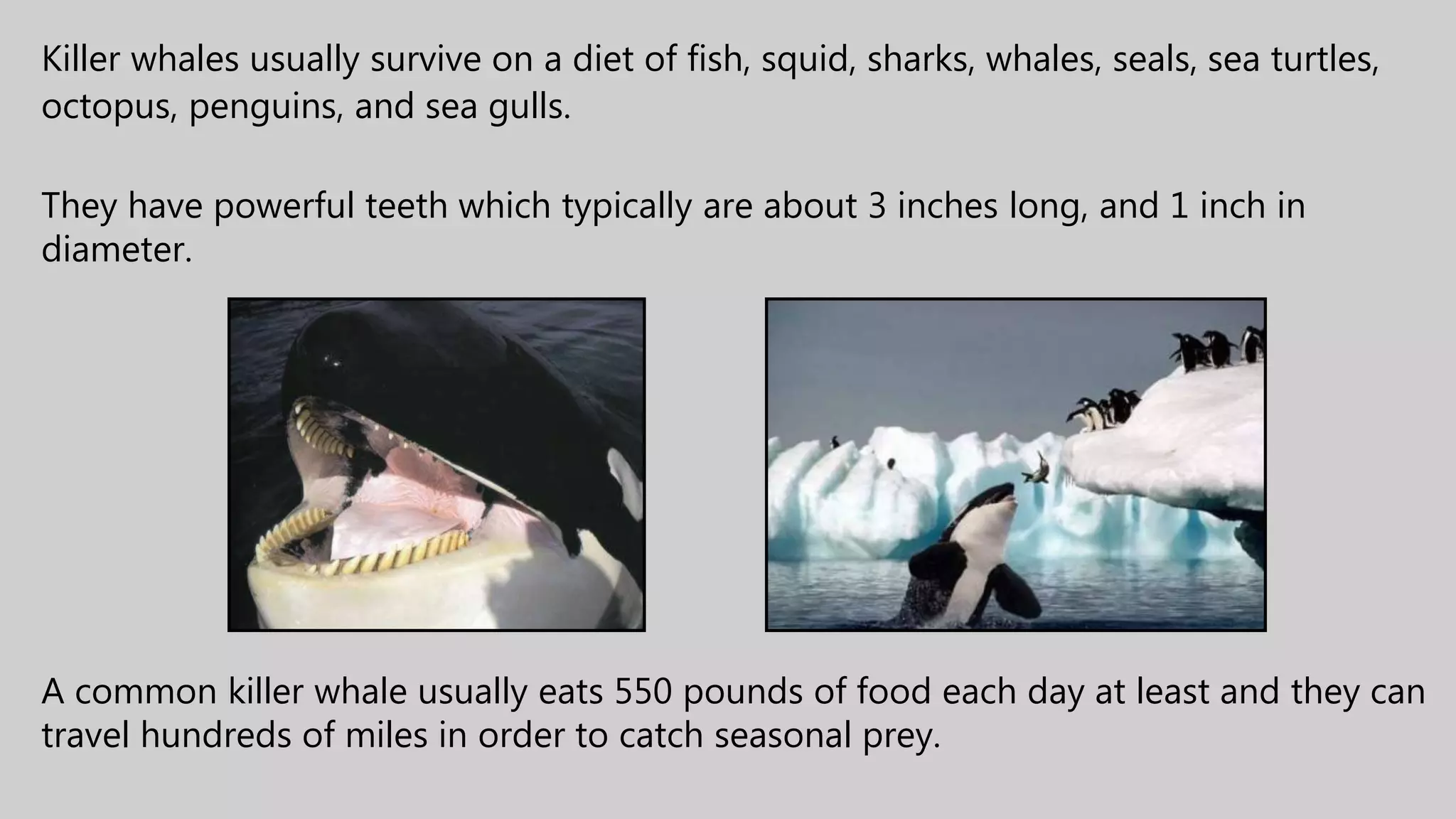 The killer whale | PPT