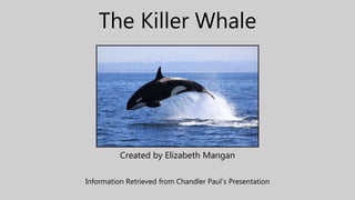 The killer whale | PPTX