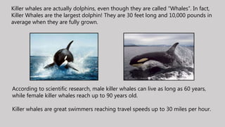 The killer whale | PPT