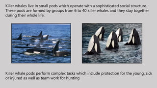 The killer whale | PPT