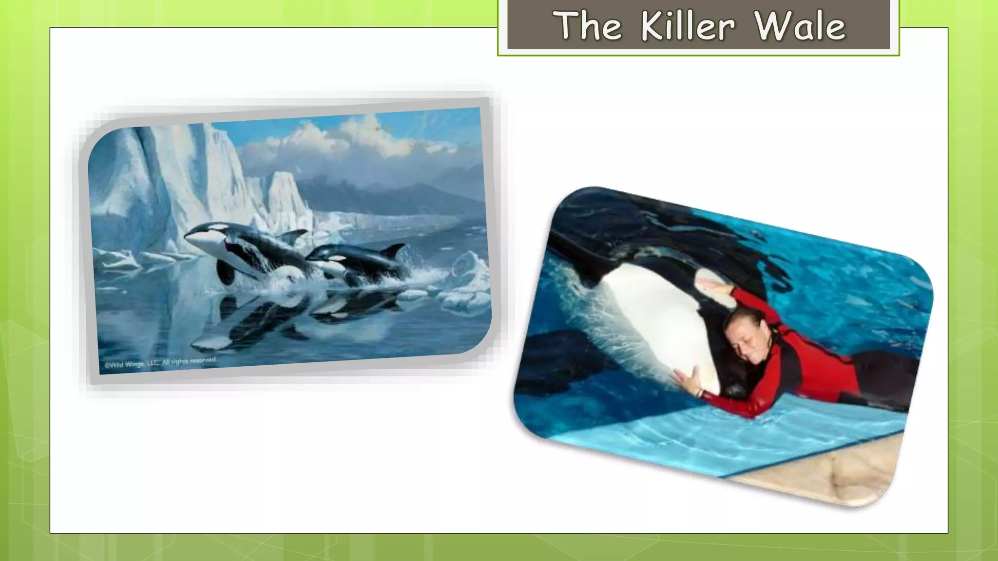 Killer Whale [Save the World] | PPTX | Zoos & Aquariums | Attractions
