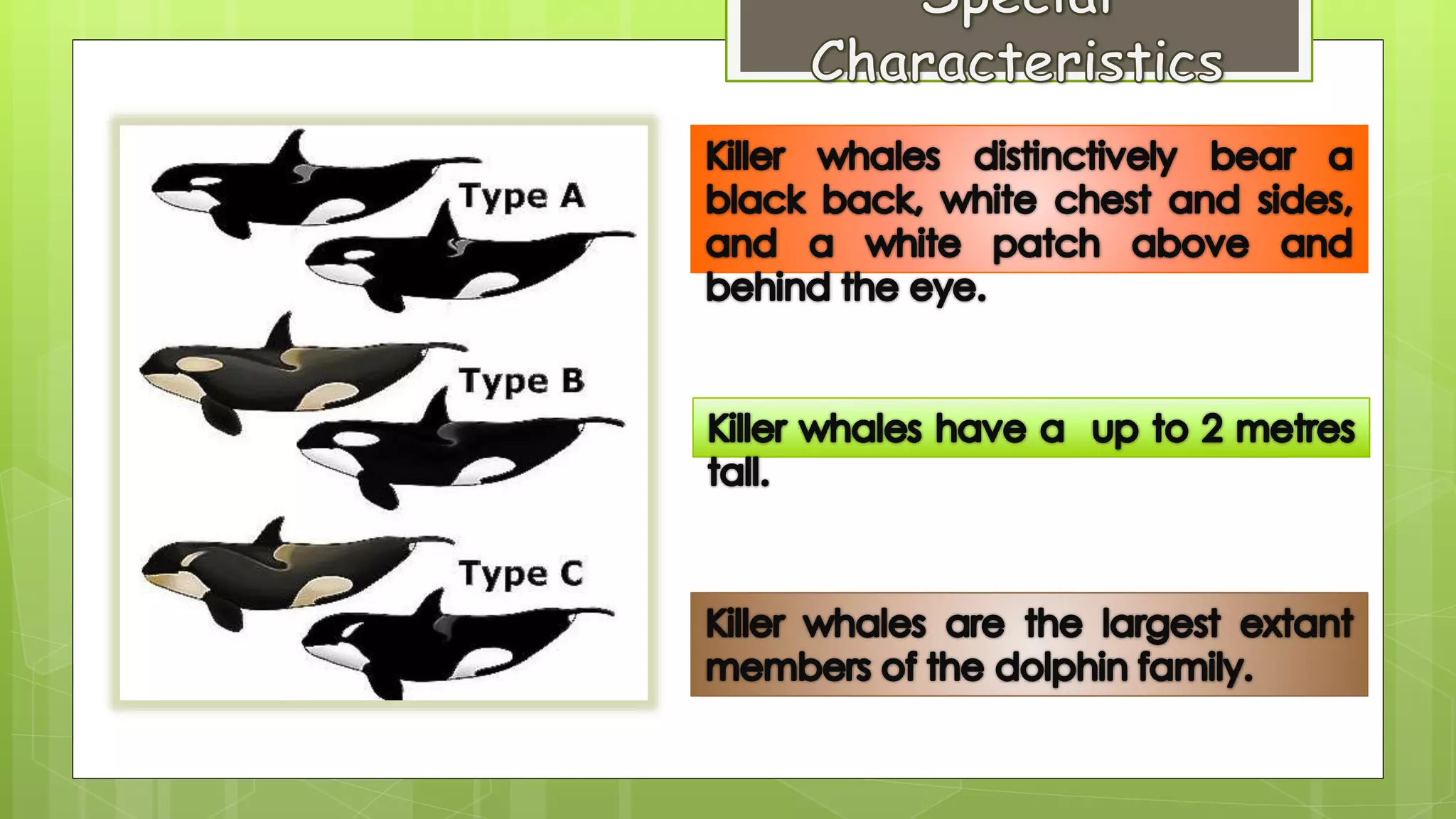 Killer Whale [Save the World] | PPTX