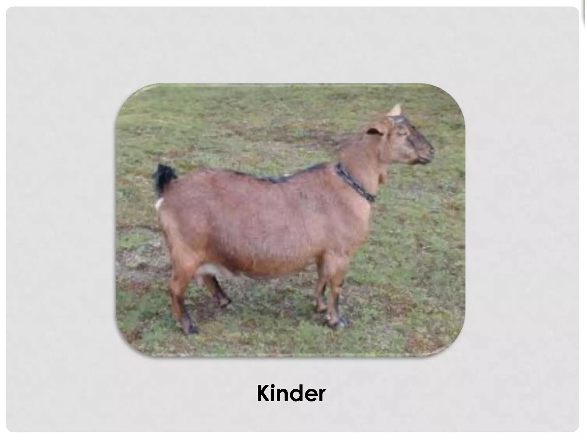 The Kinder Goat - LBS | PPTX