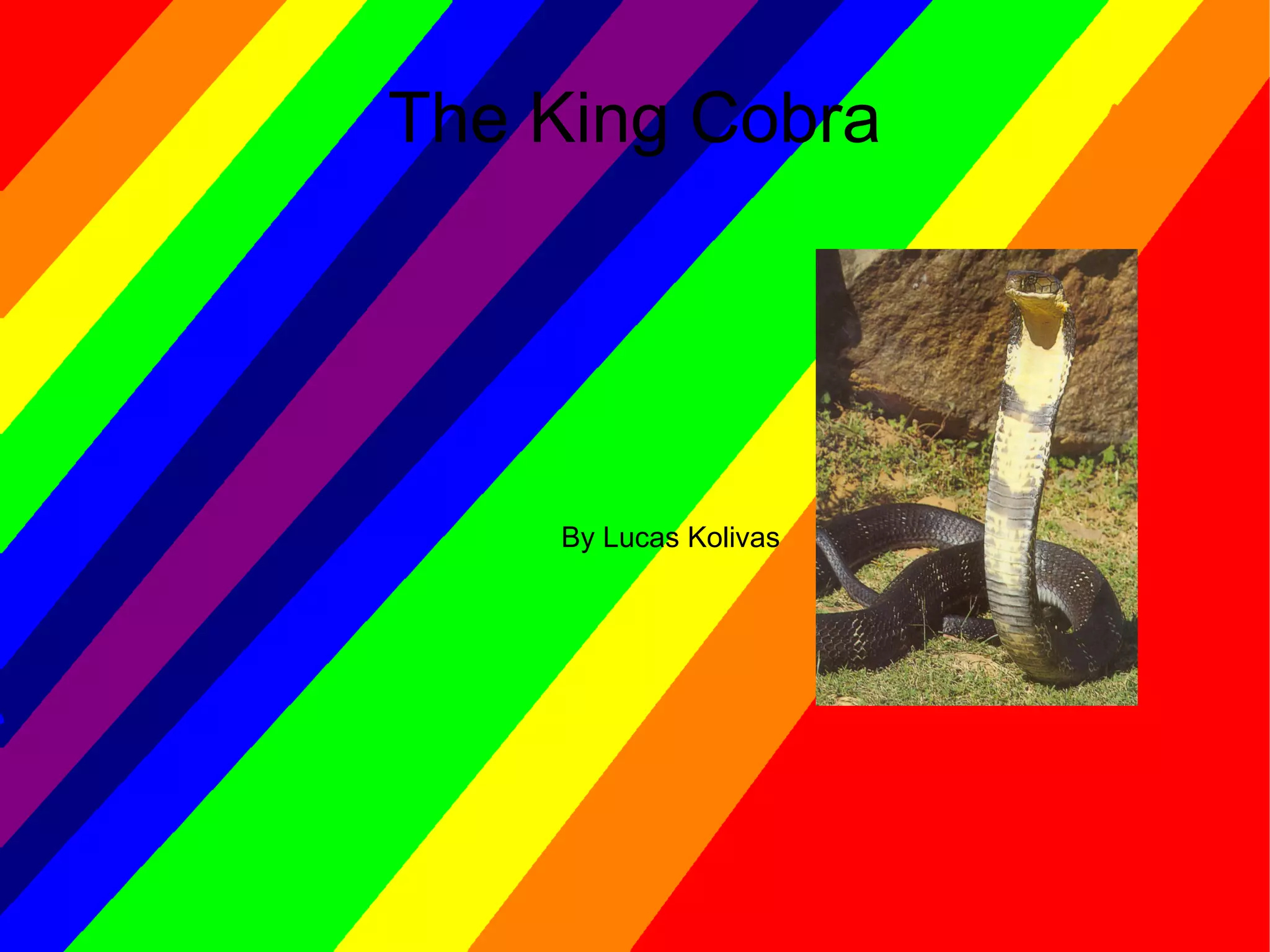 The king cobra | PPT