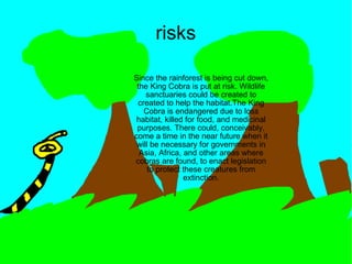 The king cobra | PPT