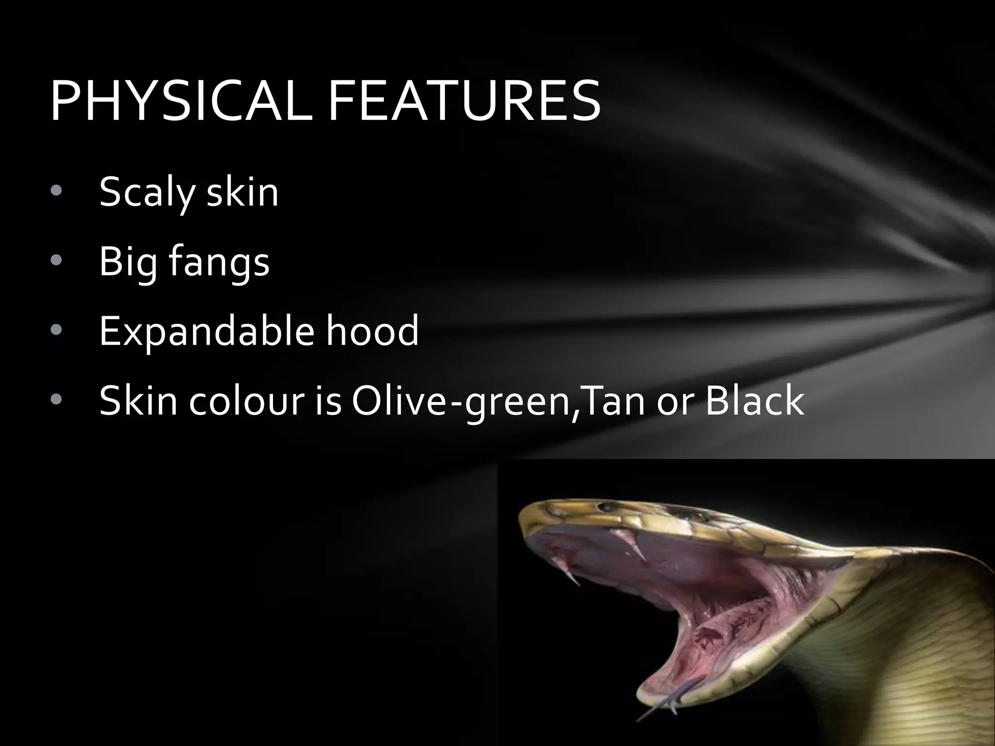 The king cobra | PPT